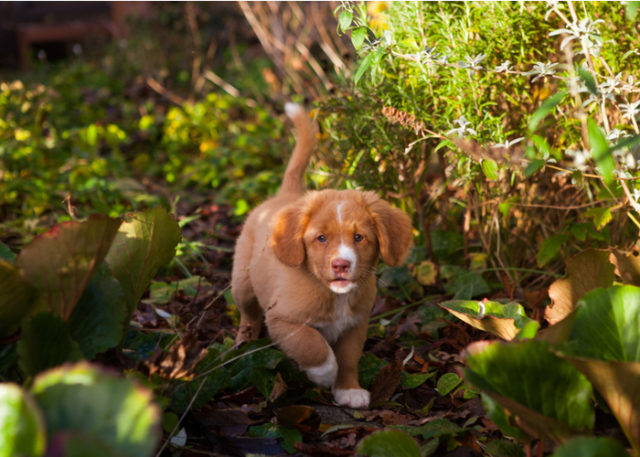 Nova Scotia Duck Tolling Retriever Dog Breed Profile