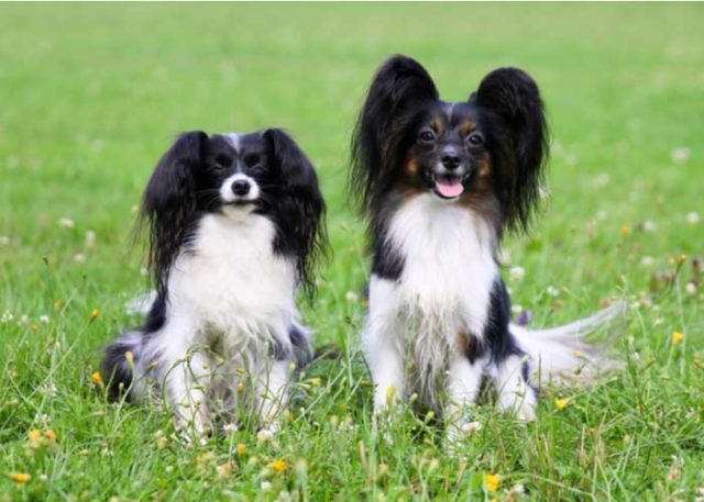 Papillon Dog Breed Profile – Top Dog Tips