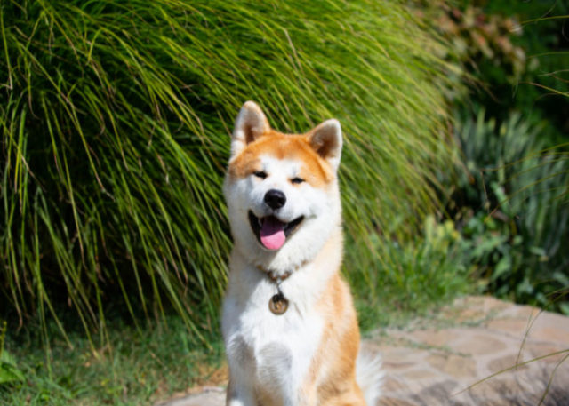 Akita Dog Breed Profile: Meet This Loyal Japanese Dog