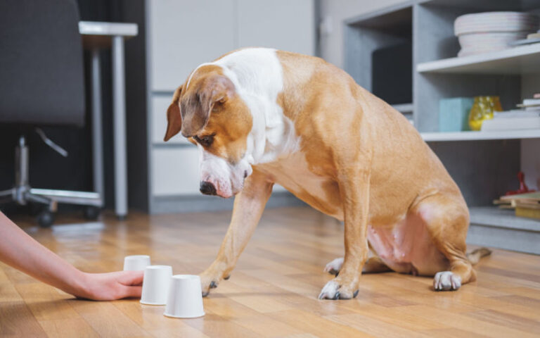 10 Best Indoor Games for Dogs That You and Fido Should Try!