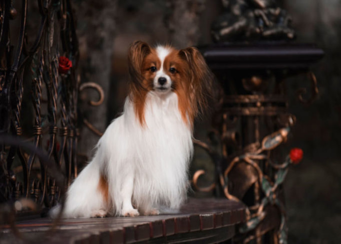 Papillon Dog Breed Profile – Top Dog Tips