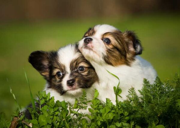 Papillon Dog Breed Profile – Top Dog Tips