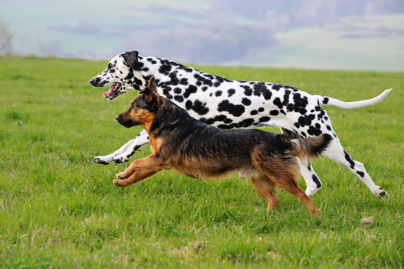 Dog's Immune System – Top Dog Tips