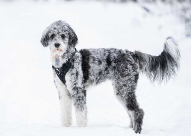 10 Cute Designer Dog Breeds That You Wish You Had