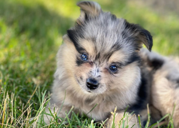 Wrong Dog Mixes: Dog Breeds That Should Not Be Mixed