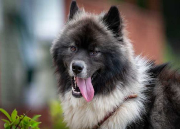25 Best Mixed Breed Dogs to Adopt