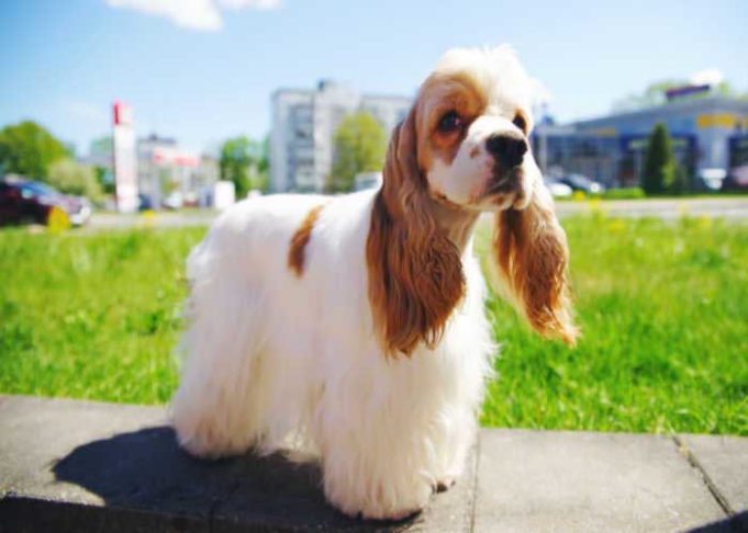 10 Most Popular Sporting Dog Breeds – Top Dog Tips