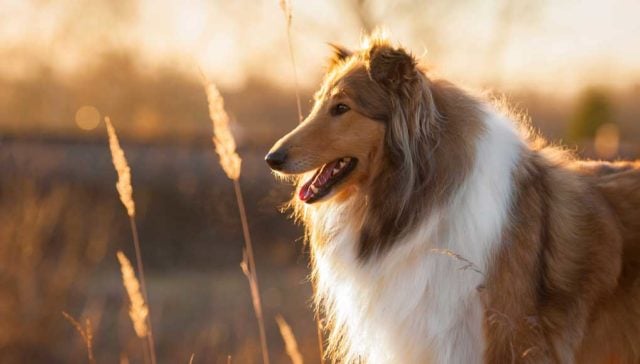 Collie Dog Breed Profile – Top Dog Tips