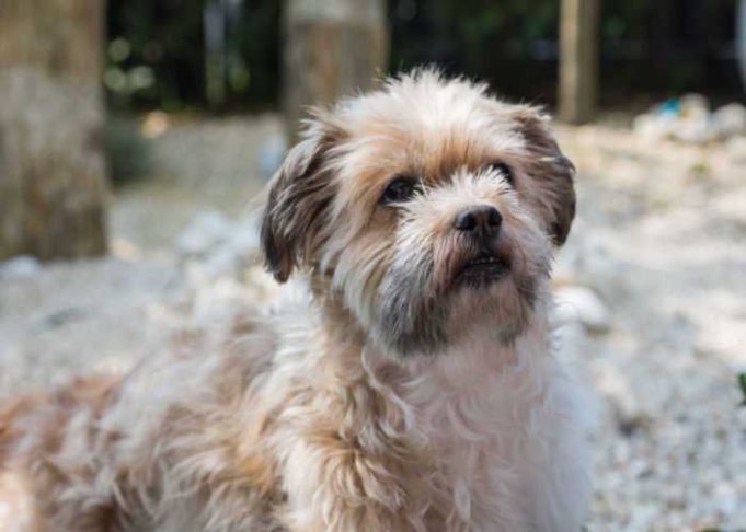Wrong Dog Mixes: Dog Breeds That Should Not Be Mixed