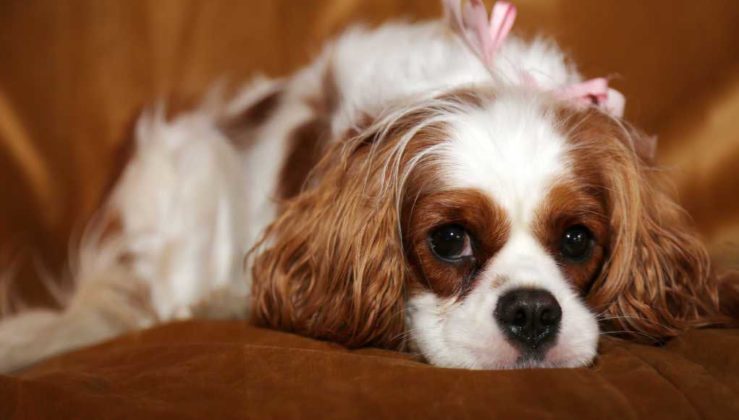 Dog Temperament: What It Is and What You Need To Know: What It Is and ...