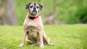 Puggle Dog Breed Profile: Everything You Need To Know – Top Dog Tips