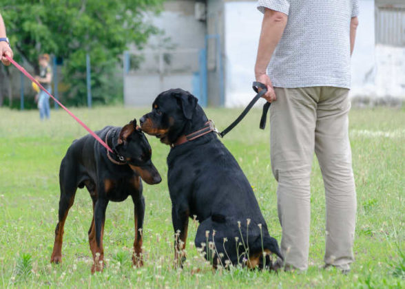 Meet the 10 Smartest Mixed Dog Breeds!