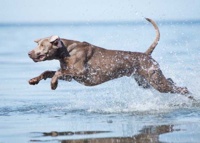 Dog Zoomies Explained: 6 Reasons Why Your Dog is Hyper