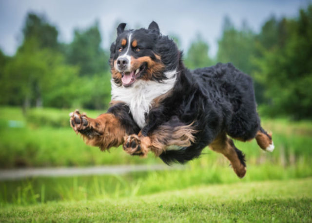 Bernese Mountain Dog Breed Profile – Top Dog Tips