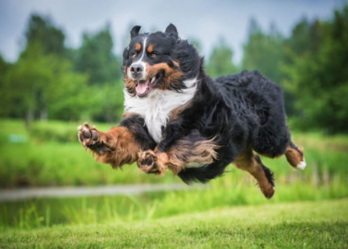 Bernese Mountain Dog Breed Profile – Top Dog Tips