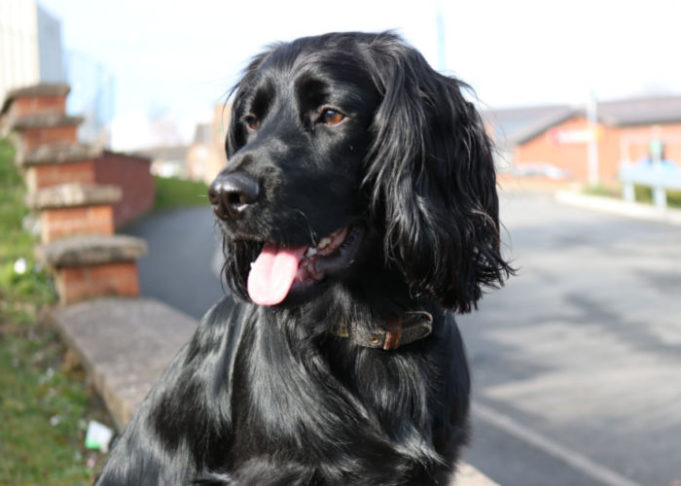 Sprocker Dog Breed Profile – Top Dog Tips