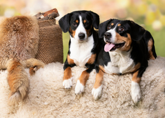 Different Types of Dog Temperaments – Top Dog Tips