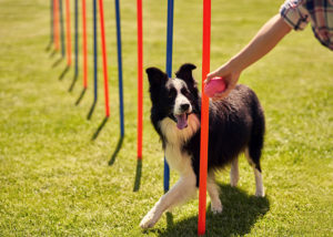 Dog Temperament: What It Is and What You Need To Know: What It Is and ...