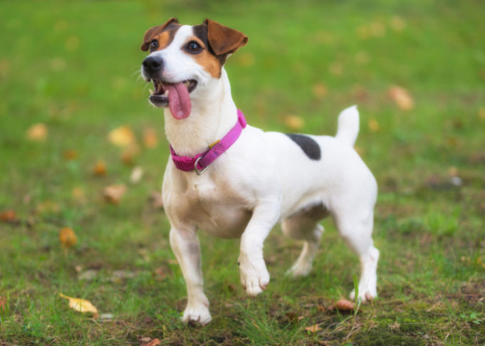 25 Most Affordable Low-Cost Dog Breeds That Anyone Can Adopt