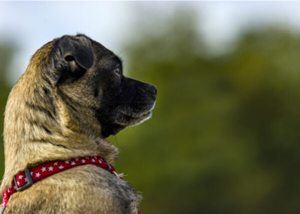 Jug Dog Breed Profile – Top Dog Tips