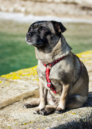 Jug Dog Breed Profile – Top Dog Tips