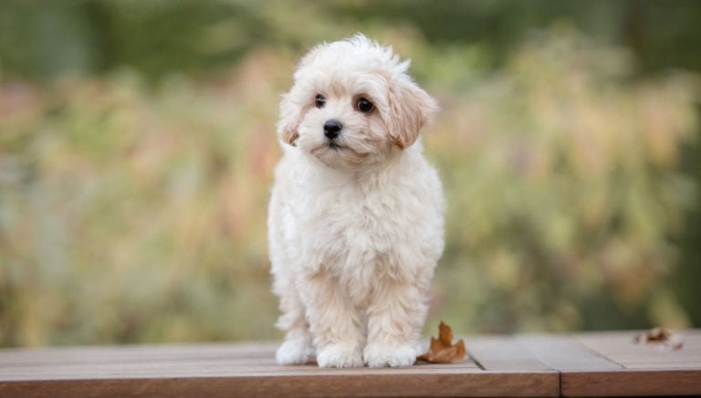 Maltipoo Dog Breed Profile – Top Dog Tips