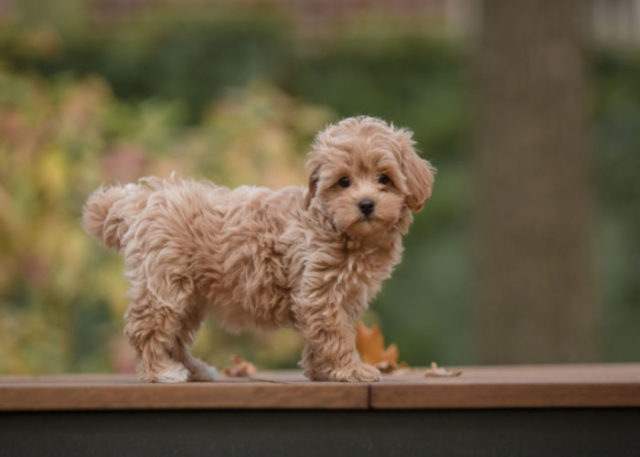 Maltipoo Dog Breed Profile – Top Dog Tips