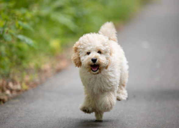 Maltipoo Dog Breed Profile – Top Dog Tips