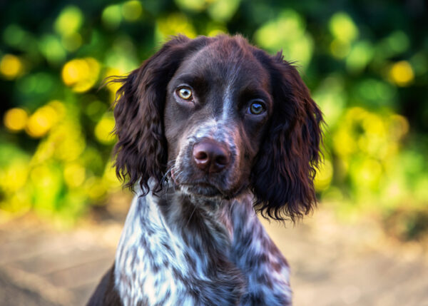 Sprocker Dog Breed Profile – Top Dog Tips