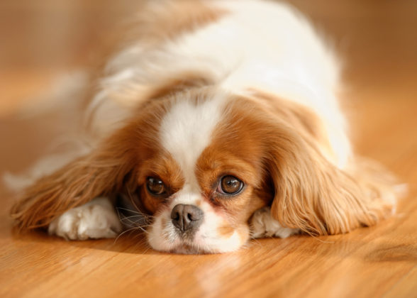 What are Dog Personality Traits and Types? – Top Dog Tips