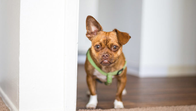 Chug Dog Breed Profile – Top Dog Tips