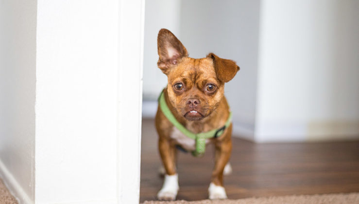 Chug Dog Breed Profile – Top Dog Tips