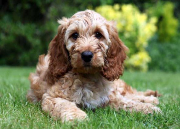 10 Cute Designer Dog Breeds That You Wish You Had