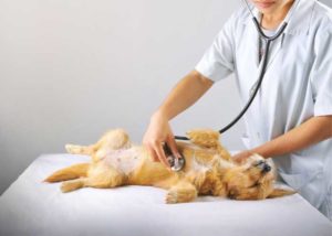Bile Duct Cancer in Dogs: Causes, Symptoms, and Treatment