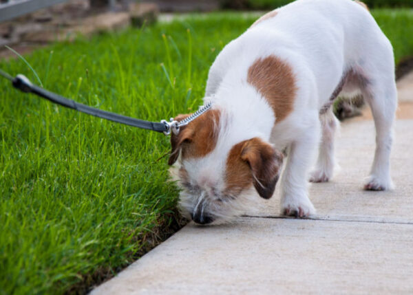 Why Do Dogs Smell the Crotch Area? – Top Dog Tips