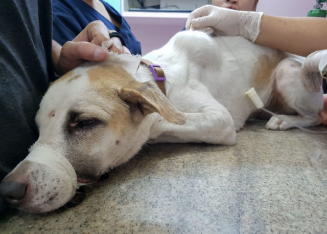 Lymphoma in Dogs: Types, Symptoms, and Treatments – Top Dog Tips