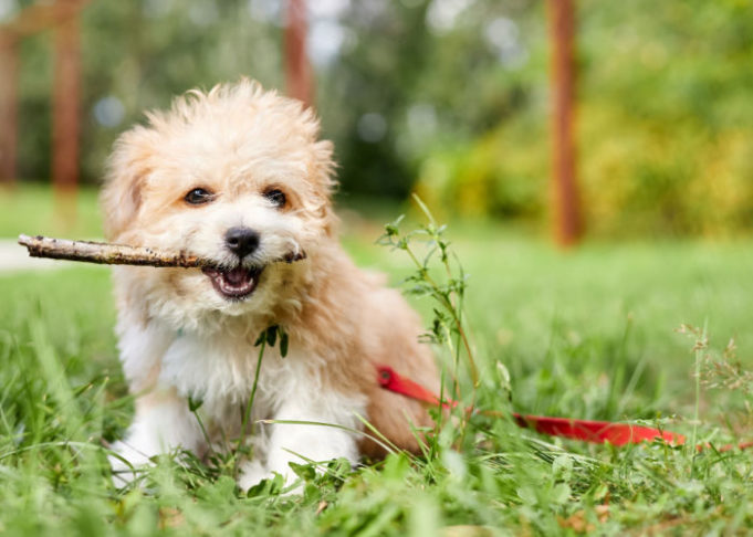15 Velcro Dog Breeds (Plus Tips to Lessen Their Clinginess)
