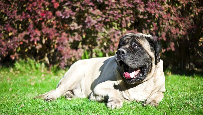 10 Mighty Mastiff Mixes that Combine Power and Personality