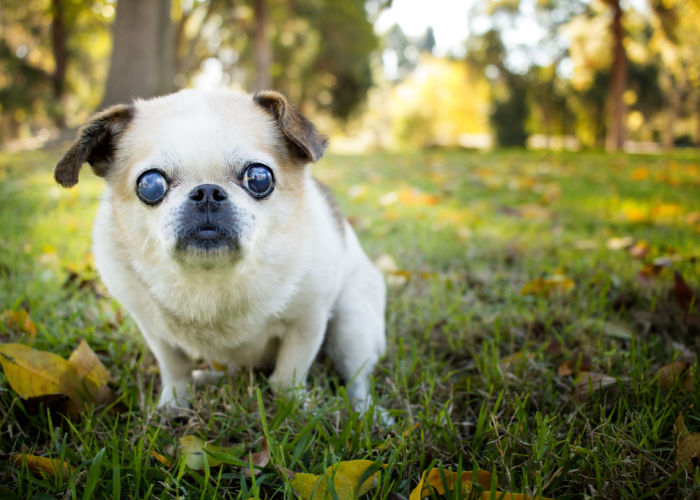 35 Best Mixed Breed Dogs for Seniors – Top Dog Tips