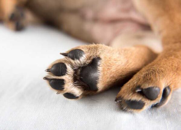 Melanoma in Dogs: Diagnosis and Treatment – Top Dog Tips