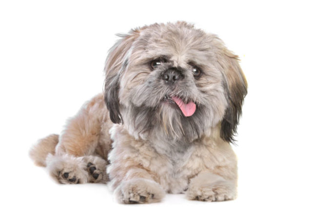 47 Best Shih Tzu Mixes - Top Dog Tips