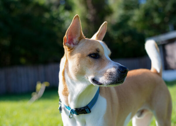 Wrong Dog Mixes: Dog Breeds That Should Not Be Mixed
