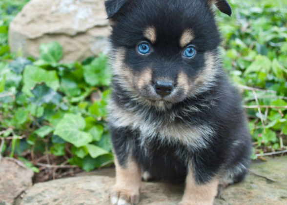 10 Cute Designer Dog Breeds That You Wish You Had