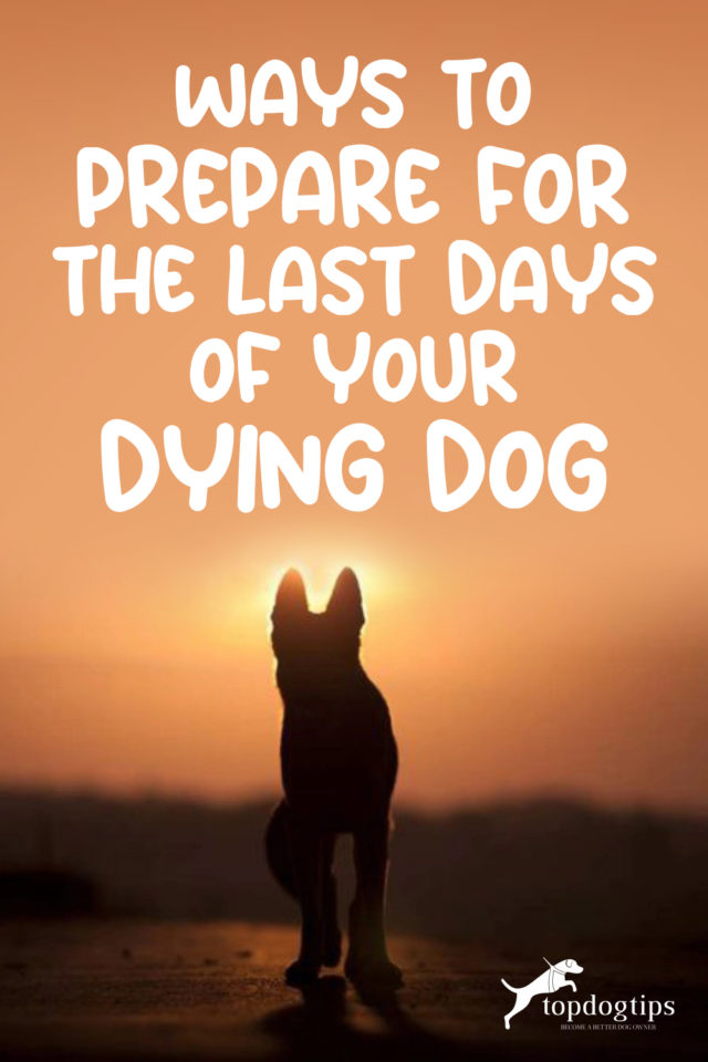 15 Ways to Spend Your Last Days With Your Dying Dog