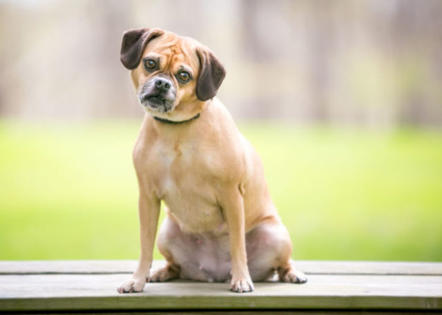 25 Most Affordable Low-Cost Dog Breeds That Anyone Can Adopt