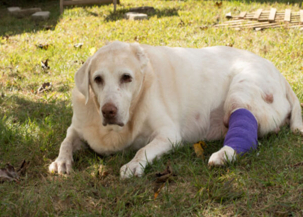Mastocytoma In Dogs: Causes, Diagnosis, and Treatment – Top Dog Tips