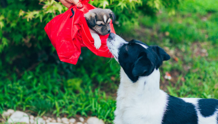 Do Dogs Remember Their Puppies? – Top Dog Tips