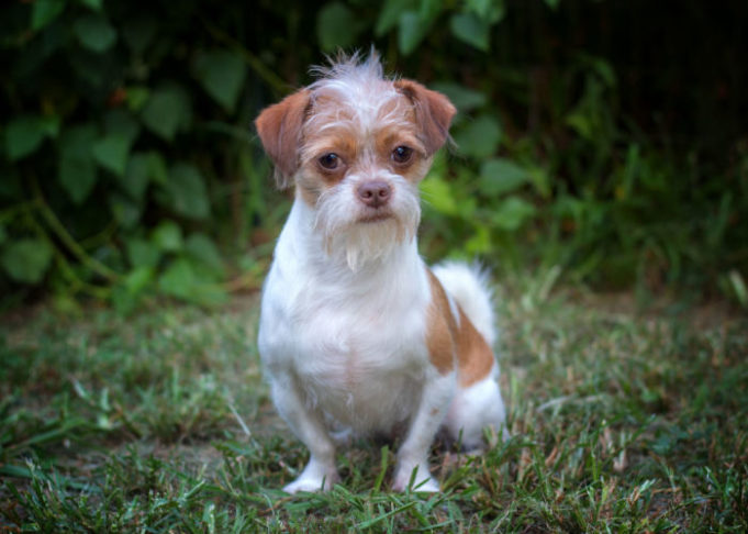 47 Best Shih Tzu Mixes - Top Dog Tips