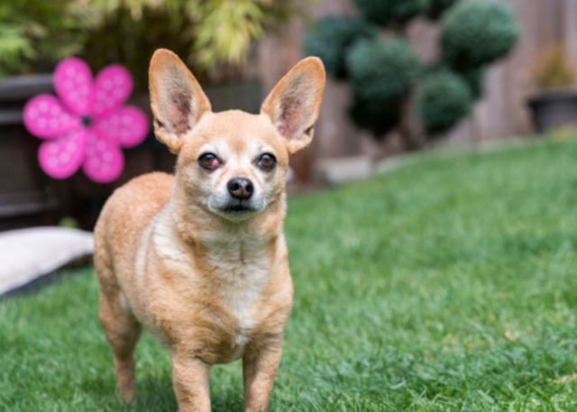 Chiweenie Dog Breed Profile – Top Dog Tips