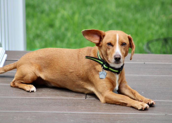 Chiweenie Dog Breed Profile – Top Dog Tips